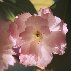 花瓣为你开 