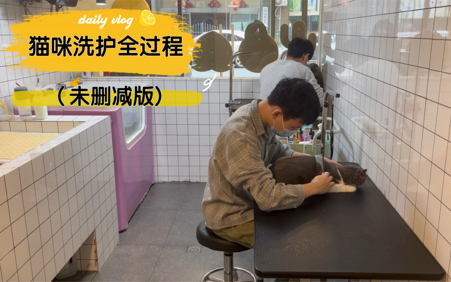 宠物店猫咪洗护全过程(未删减版本) 我们一起来安安静静洗个猫吧!