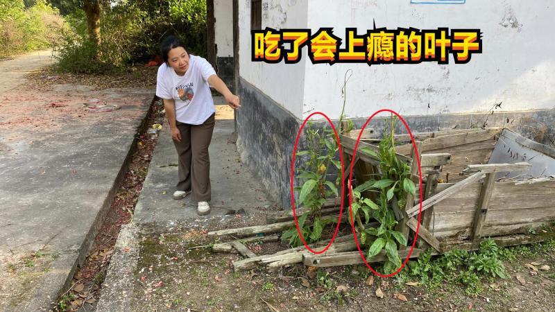 这种植物的叶子越吃越上瘾,深受男同胞的欢迎,却至今无人敢种植