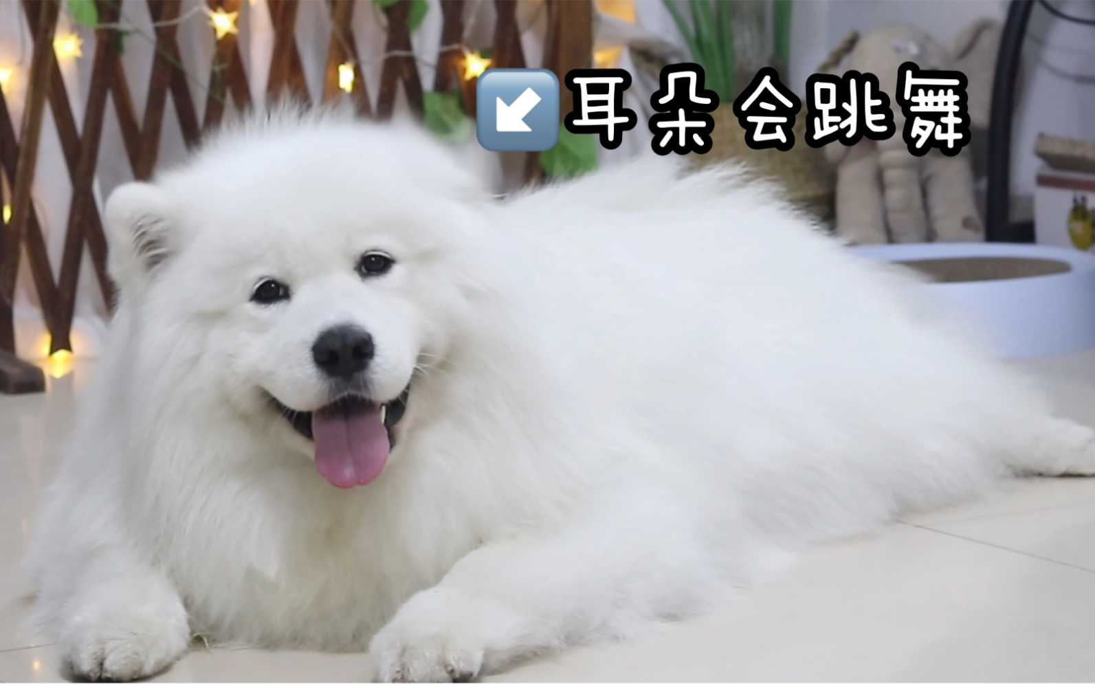 会跳舞的狗耳朵(寄几动的那种喲～)