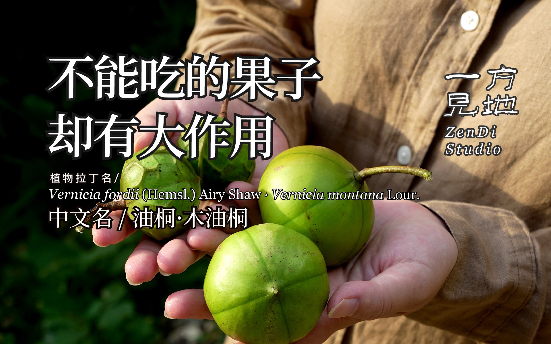 这两个不能吃的果子,大有作用