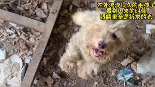 狗狗生活在脏兮兮的地方,一听好心人要带它回家,高兴地跟了上去