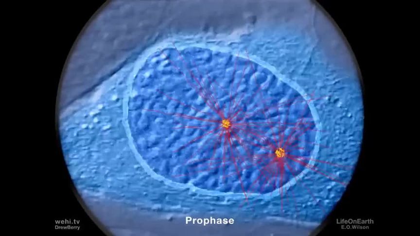 显微慢镜头:细胞分裂过程。(视频上覆盖有动画示意)[动画