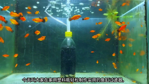 特别简单的鱼缸过滤器,过滤功能强大,在家就可以轻松制作