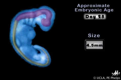 胚胎神经发育(大脑和脊髓的形成过程)