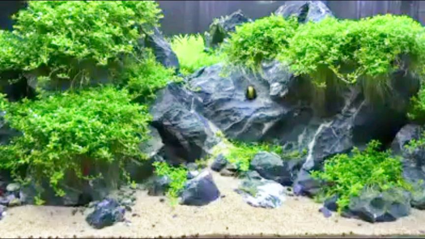 草缸原来还可以这么搞,趴地矮珍珠长在石头上,以前都错了吗?