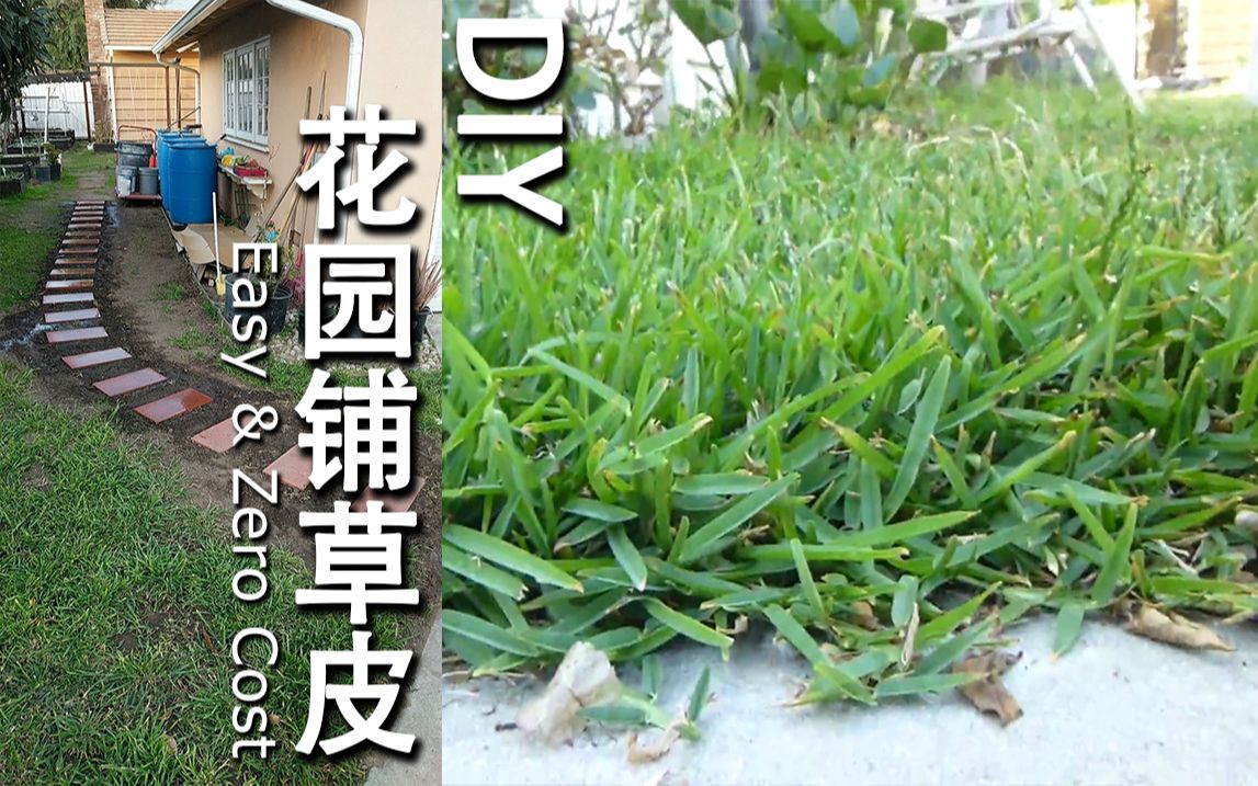 省钱的草皮铺种方法,自己动手效果如同专业植草!
