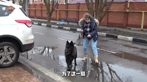 狗狗久别重逢,搞笑画面让人笑翻了!