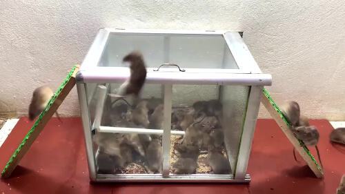 简单做成的大号捕鼠器,抓住了超多老鼠!