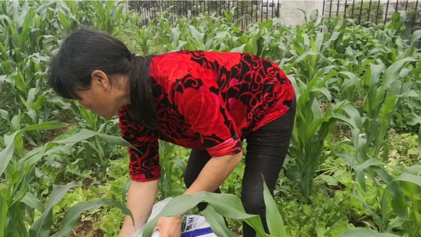 生活不过如此,播种和收获在不同的季节,生长的过程叫成长