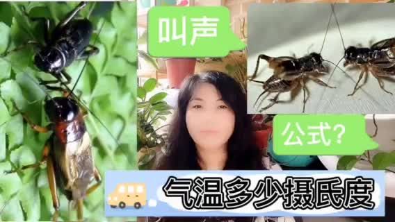 蟋蟀的叫声跟天气的温度有什么关系?是什么定律?计算公式?