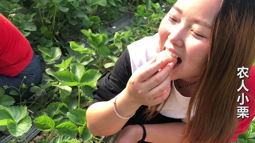 大棚里采摘的新鲜草莓,能卖多少钱一斤?这价格你觉得贵吗?