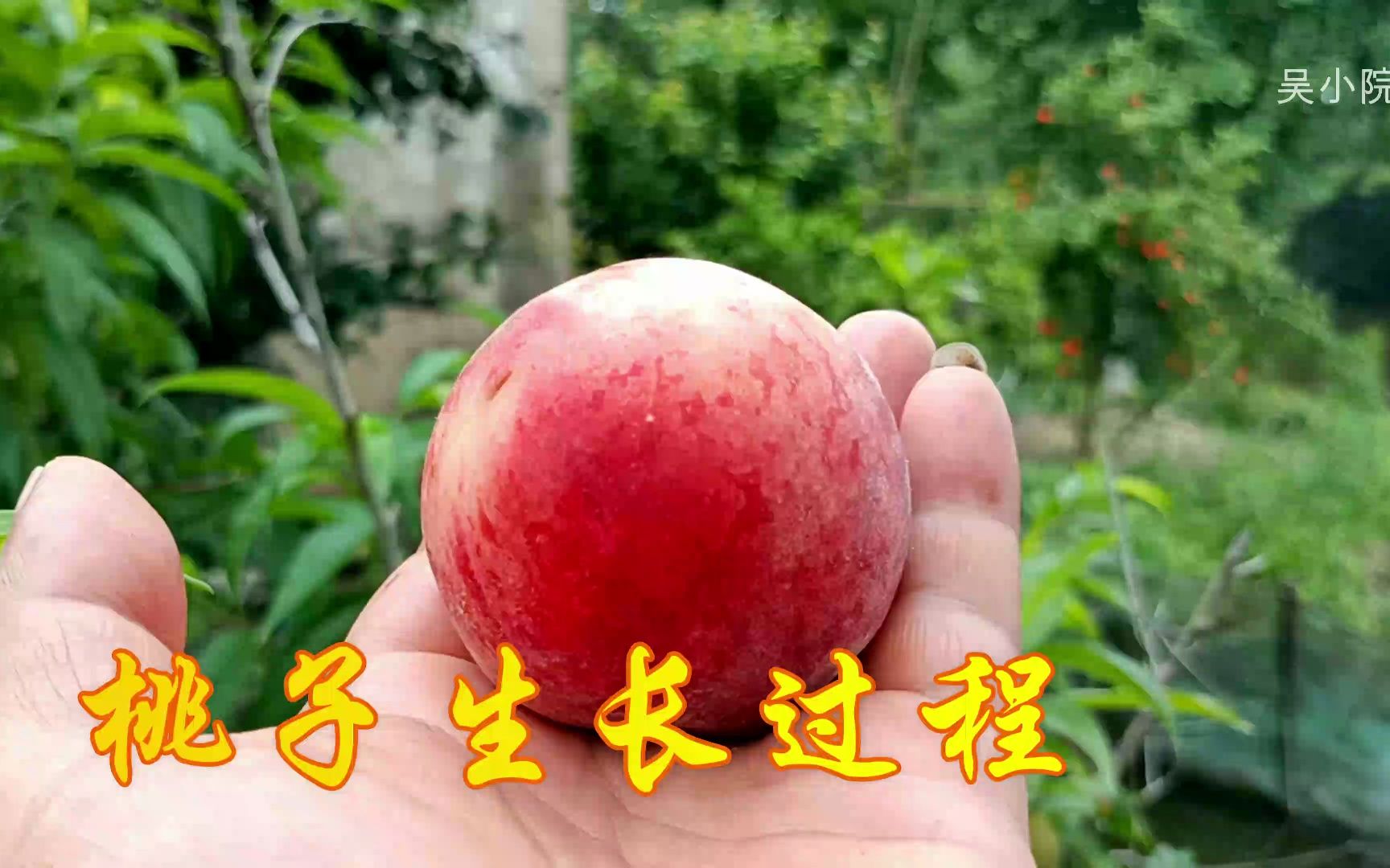 桃子生长过程