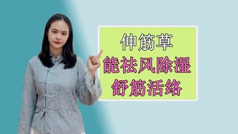 伸筋草的功效与作用:祛风除湿,舒筋活络,还有什么,你知道吗