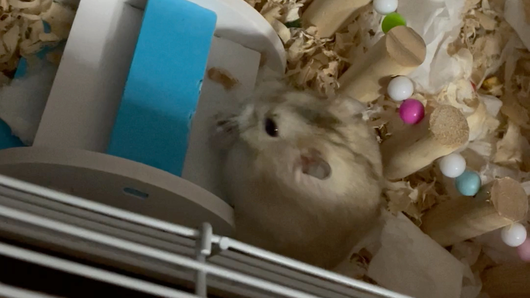 绒茸宝储量日常2