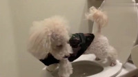 狗狗学主人用马桶上厕所,学得有模有样的