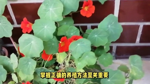 旱莲花的养殖方法