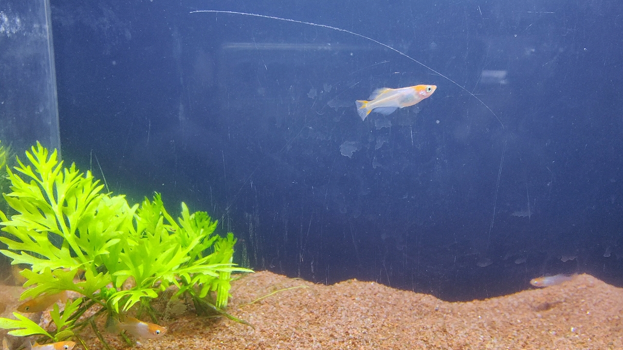 观背青鳉养玻璃缸,侧观也挺好看的