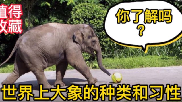 你了解世界上大象的种类和它们的习性吗?