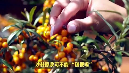 沙棘原浆为何不要“随便喝”?分享饮用禁忌和正确喝法,早做了解