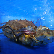 大鸣视觉 