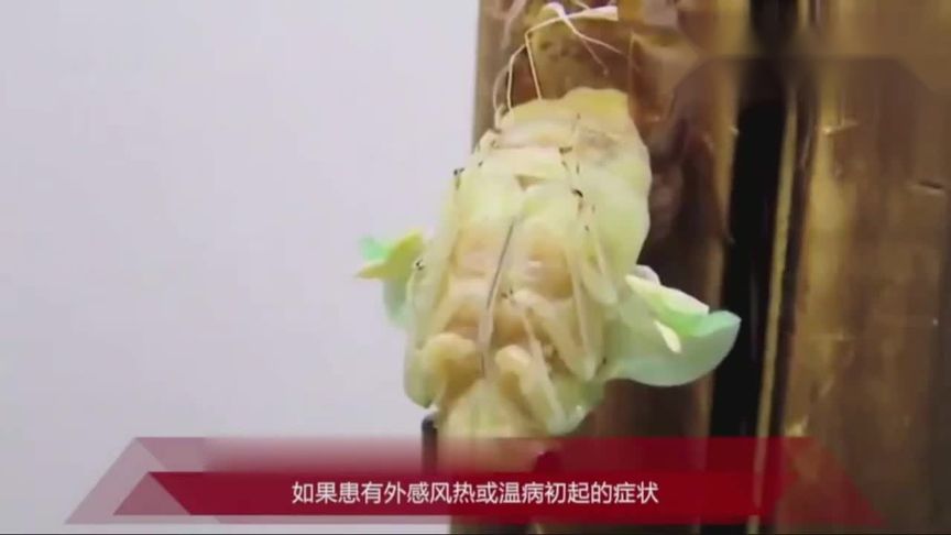 真没想到,小小的蝉蜕竟然有这么大的用处