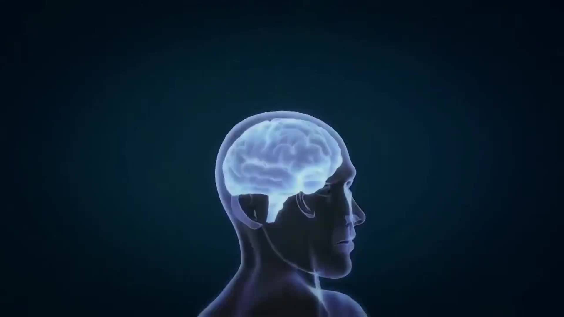 神经递质的释放、胞吞和胞吐