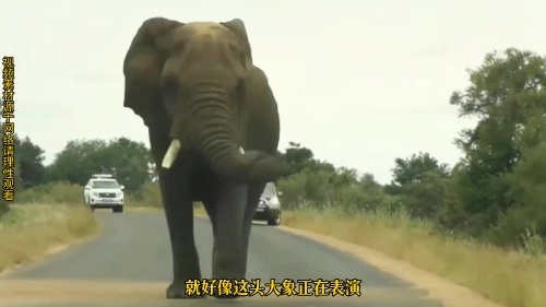 巨型大象在繁忙马路上惊险表演,打乱两脚兽们日常生活的节奏!