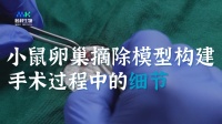 动物实验 | 小鼠卵巢摘除模型构建手术过程中的细节
