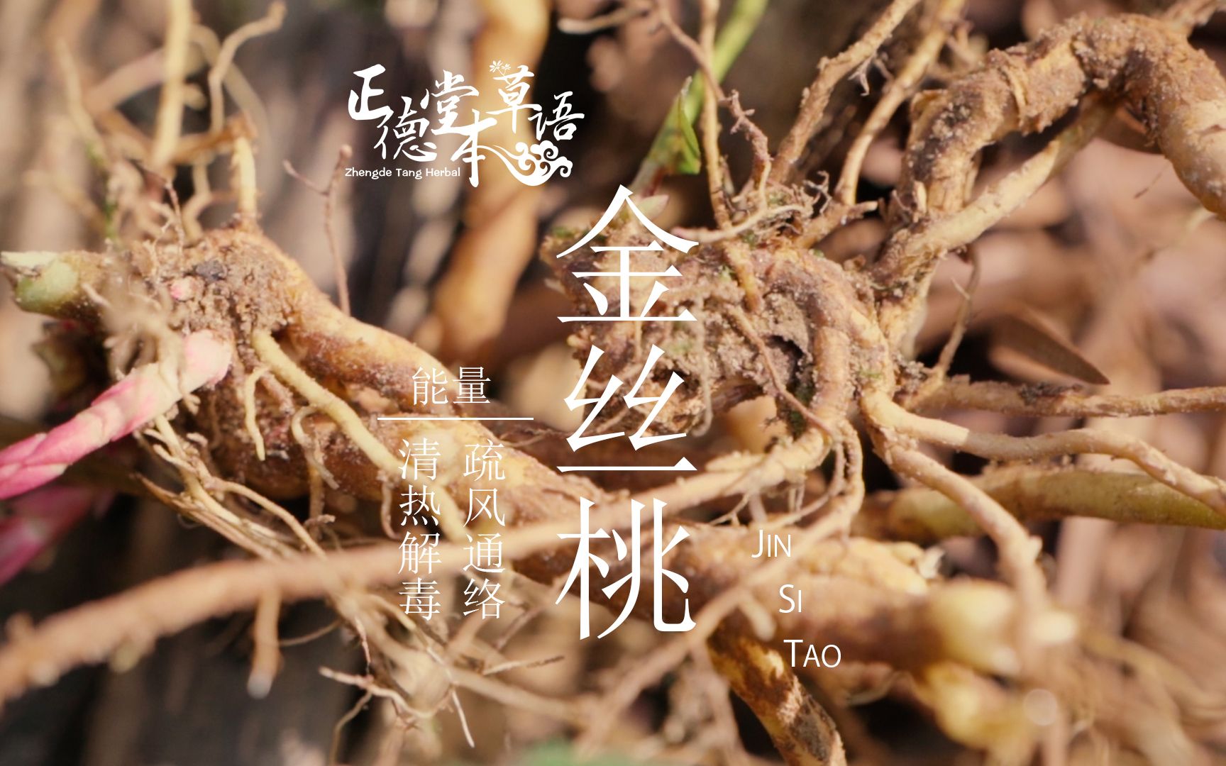 金丝桃,可不是桃子的一种哦!虽然它果子像小桃子,却是根部本草。#...