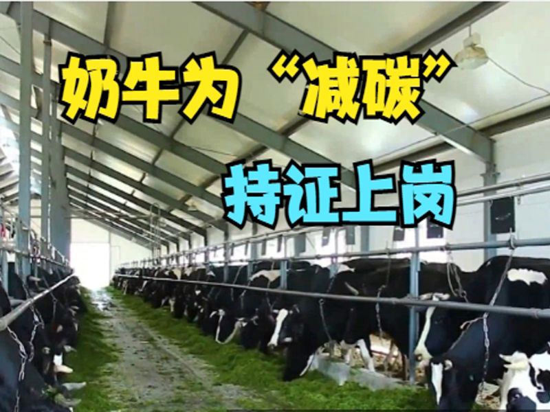内蒙古奶牛为减碳“持证上岗”