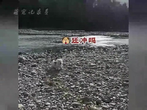 狗狗的治愈瞬间!世界不能没有狗狗