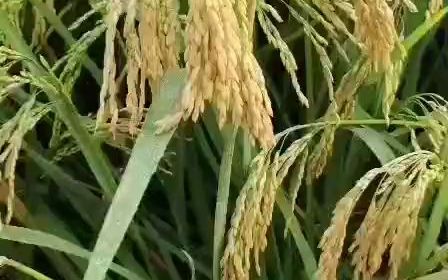 优质高产水稻种有哪些?水稻优质供应商 佳一农科