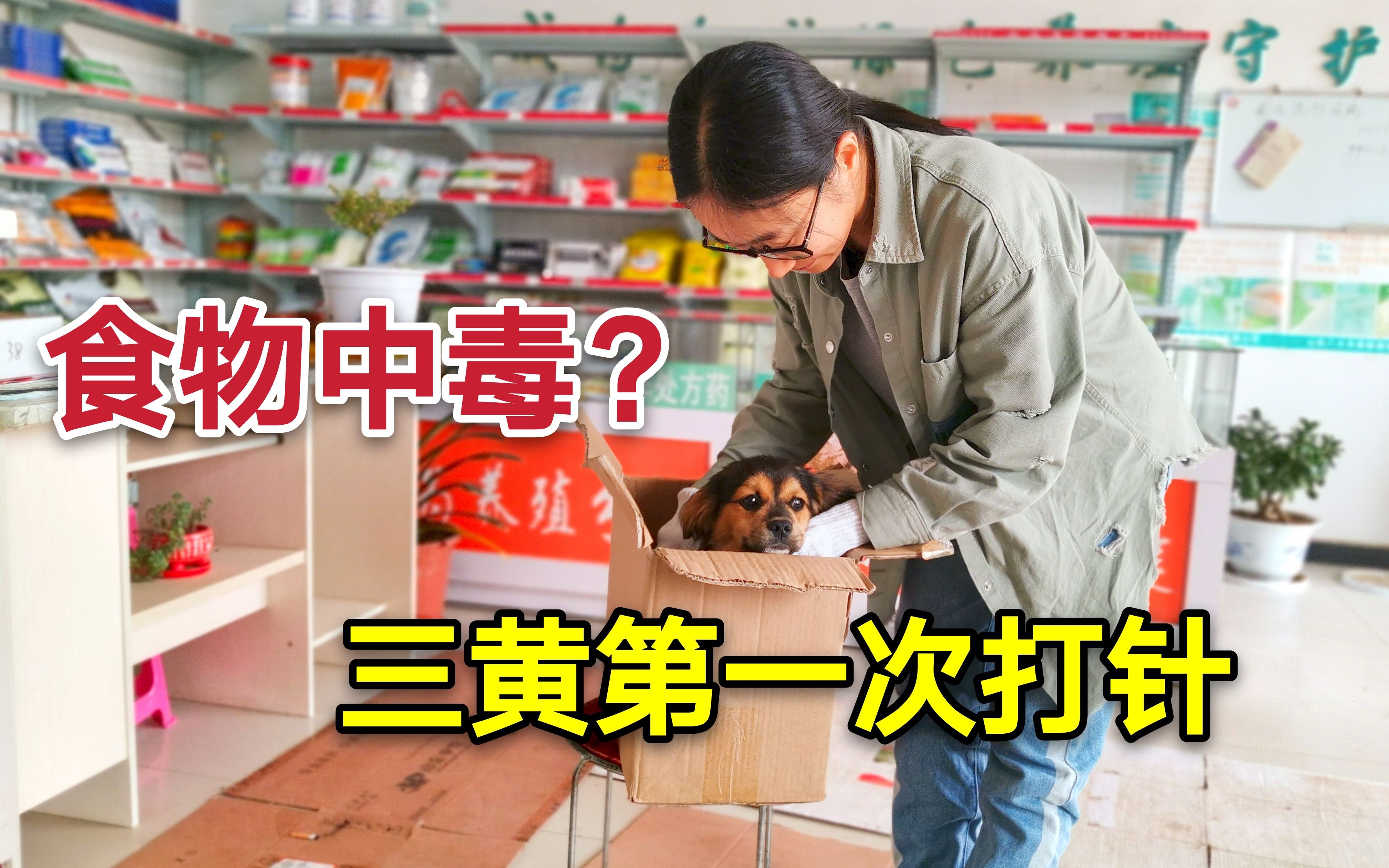 小狗崽偷吃野味导致食物中毒?小徐带它去打针,急得胃痛
