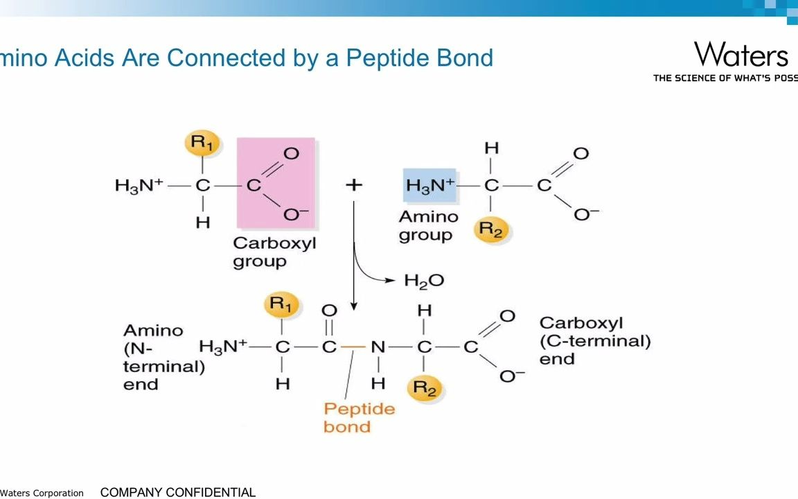 ...分析-Introduction to Peptides and Proteins for Bioanalysis Using LC-MS