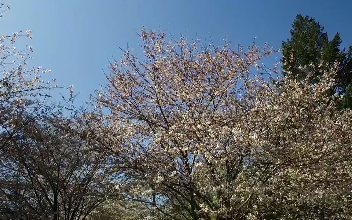 视频素材 ▏d893 唯美白色樱花盛开鲜花花朵绽放花团锦簇春天生机...