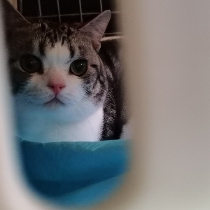 猫小暹儿的日记 