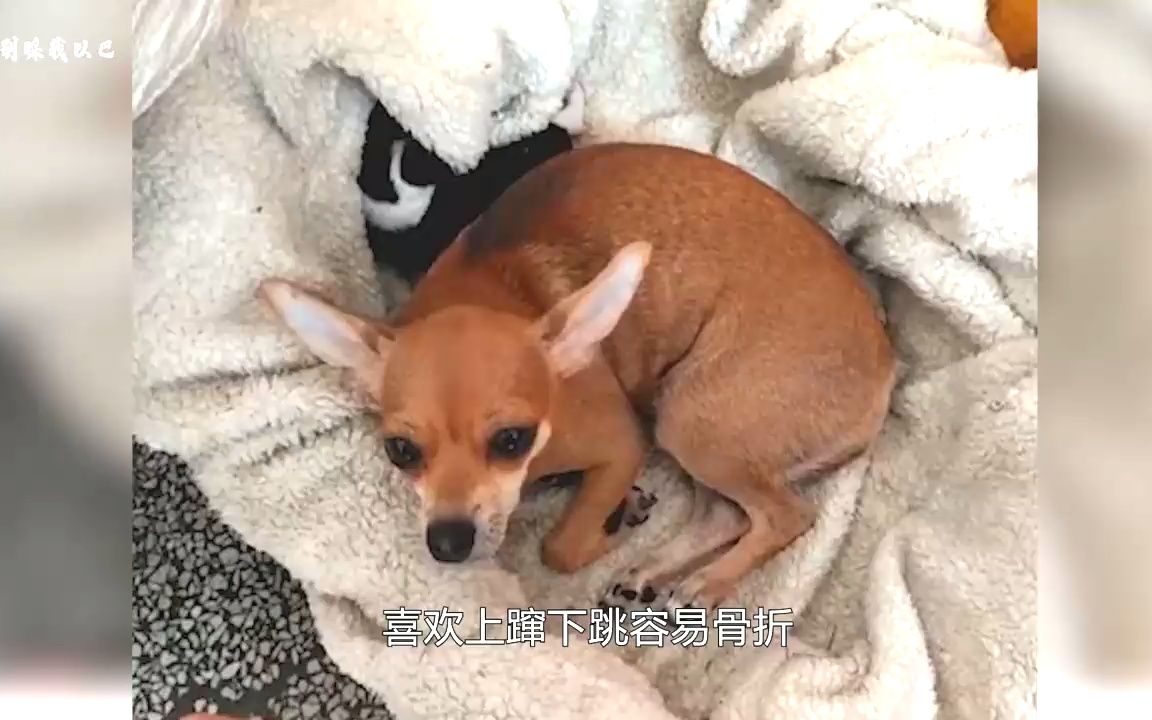 热门小型犬大盘点,让你快速了解这些狗狗品种 #萌宠 #狗狗 #宠物生活 ...