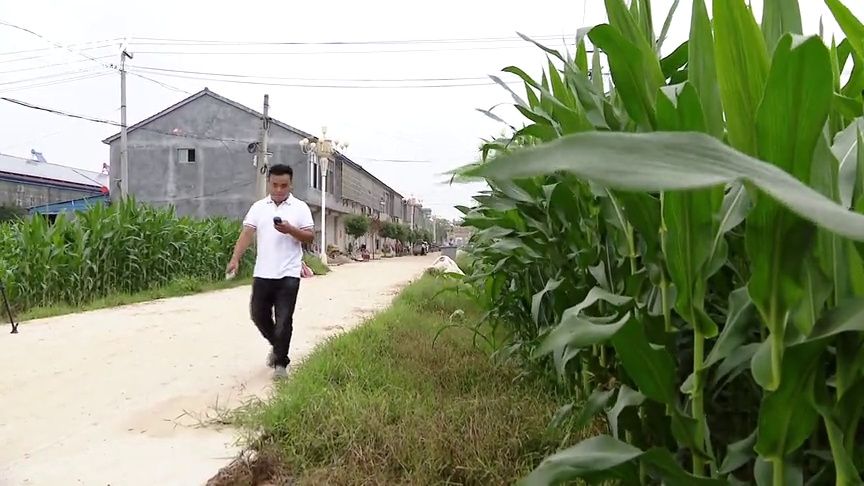 政策性农业保险撑起惠农“保护伞”