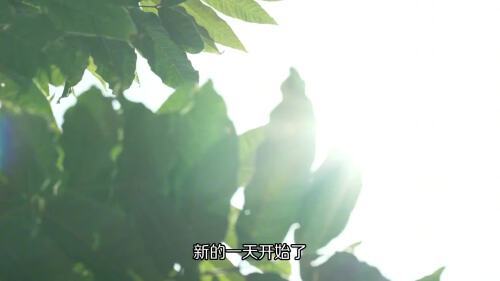 蚂蚁系列第2集:外出觅食、传递信息