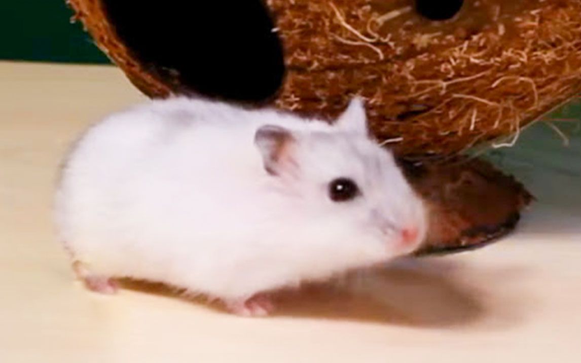 简单、实用的仓鼠厕所制作!