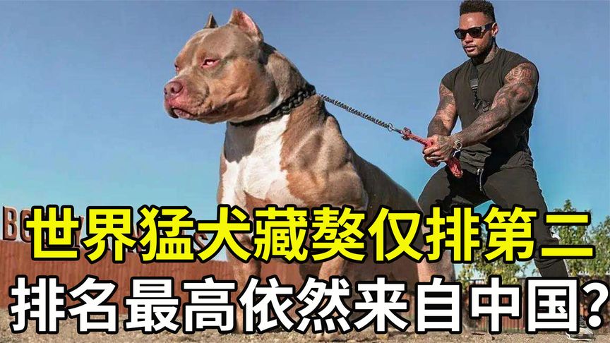 遇见赶紧跑!世界十大猛犬藏獒仅排第二,排名最高是中国神犬