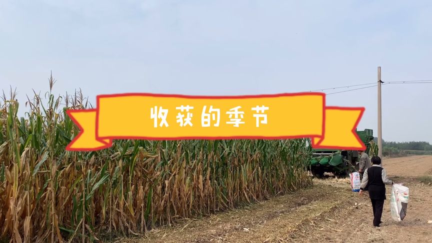 河北农村收玉米全过程,机械化就是快,最后展示了三天的劳动成果