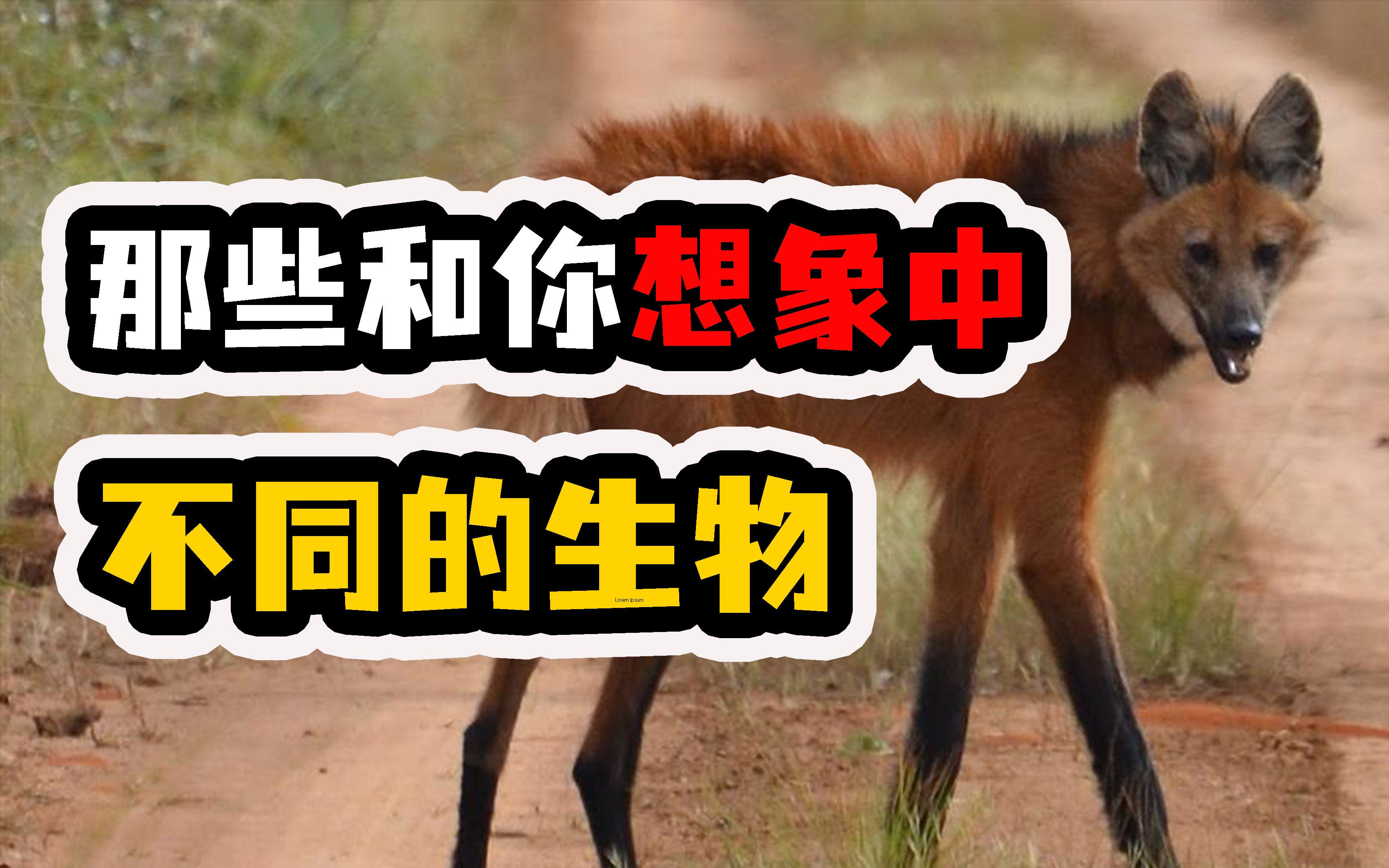 这种动物走起路来居然同手同脚?盘点那些和你想象中不同的生物