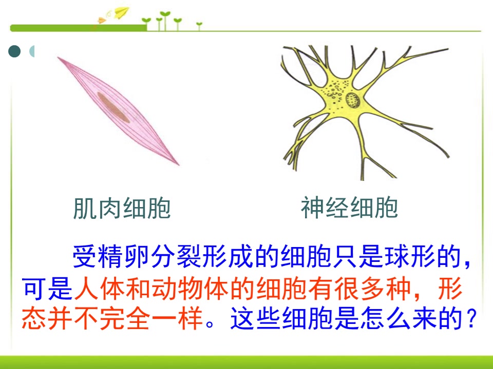 动物体的结构层次2