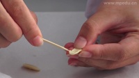 观察植物种子的结构