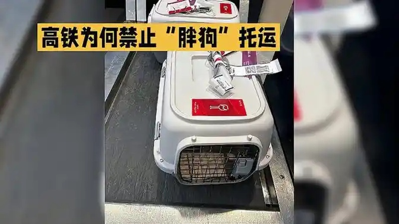 高铁宠物托运争议:胖狗被拒