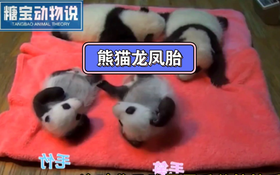熊猫龙凤胎的诞生,长大后一模一样,就连饲养员也分不清谁是谁