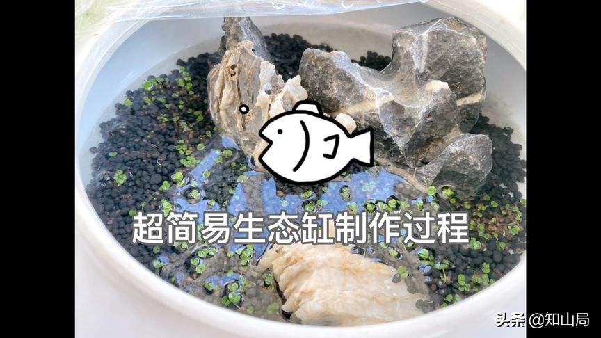 超简易生态缸制作过程