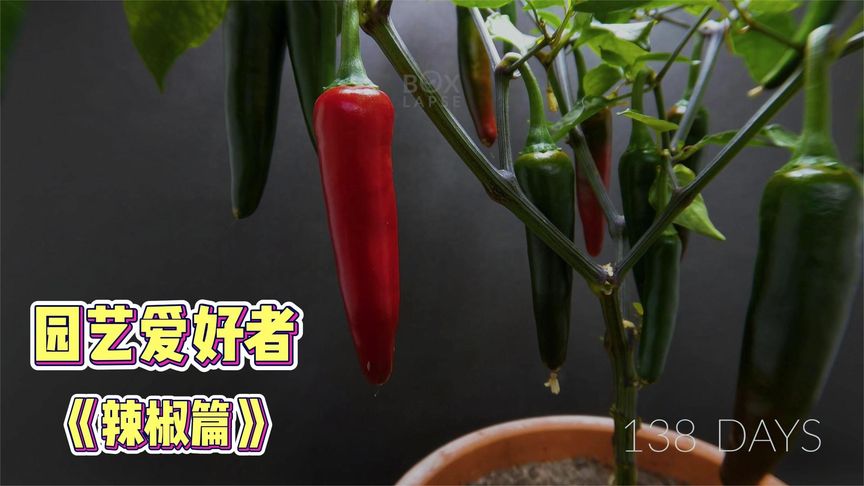 记录辣椒生长的生长周期